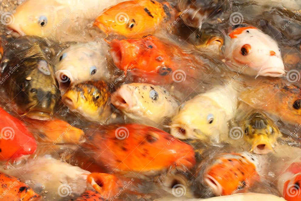 Fish competing for food stock image. Image of water, fish - 24195775