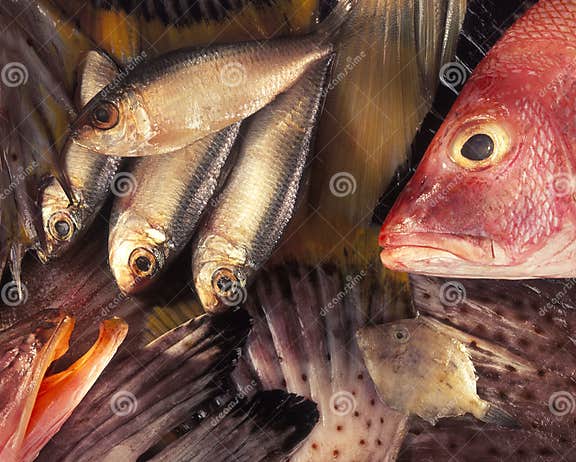 Fish Composition stock photo. Image of fresh, fins, fishing - 11418926