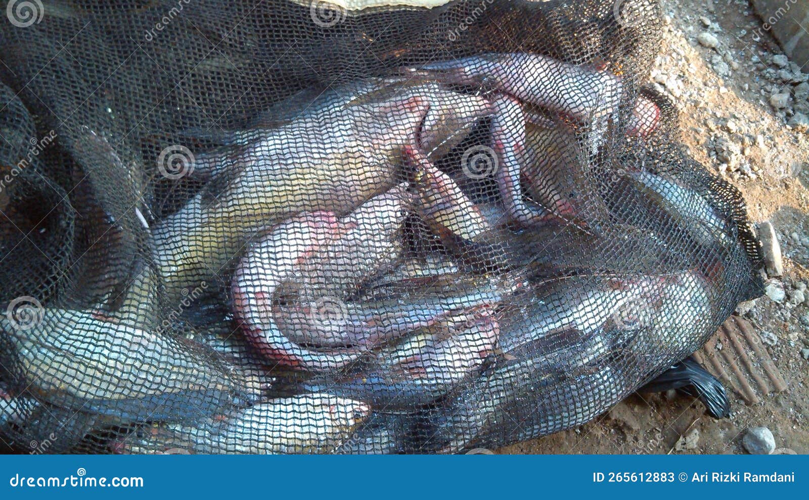 Fish in a container stock image. Image of water, food - 265612883