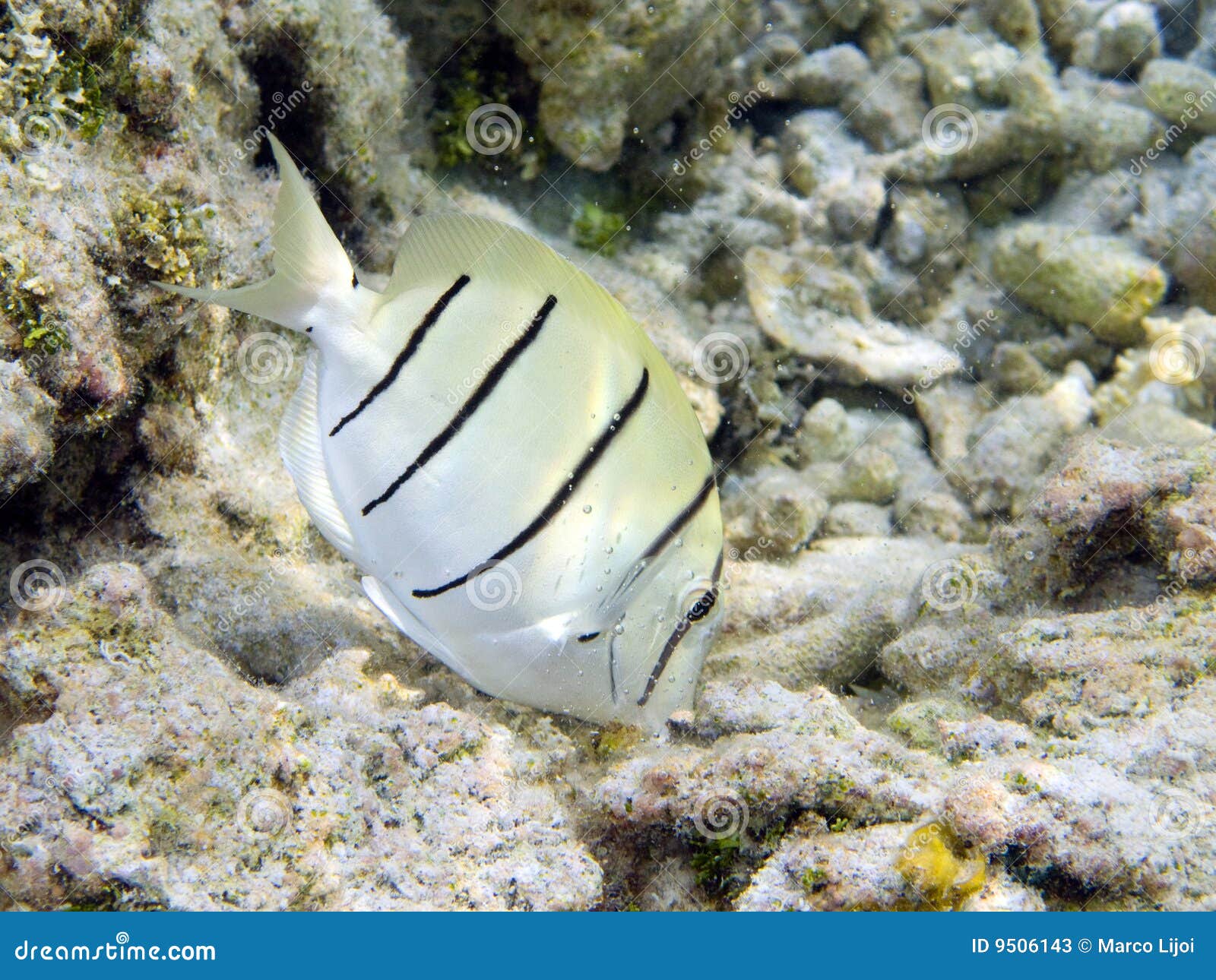 Fish: Convict Surgeonfish stock image. Image of convict - 9506143