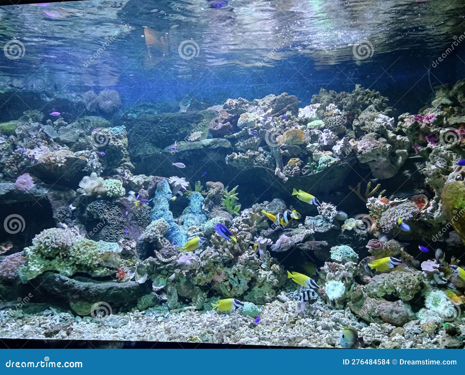 Fish Coral Reefs stock photo. Image of nemo, fish, aquarium - 276484584