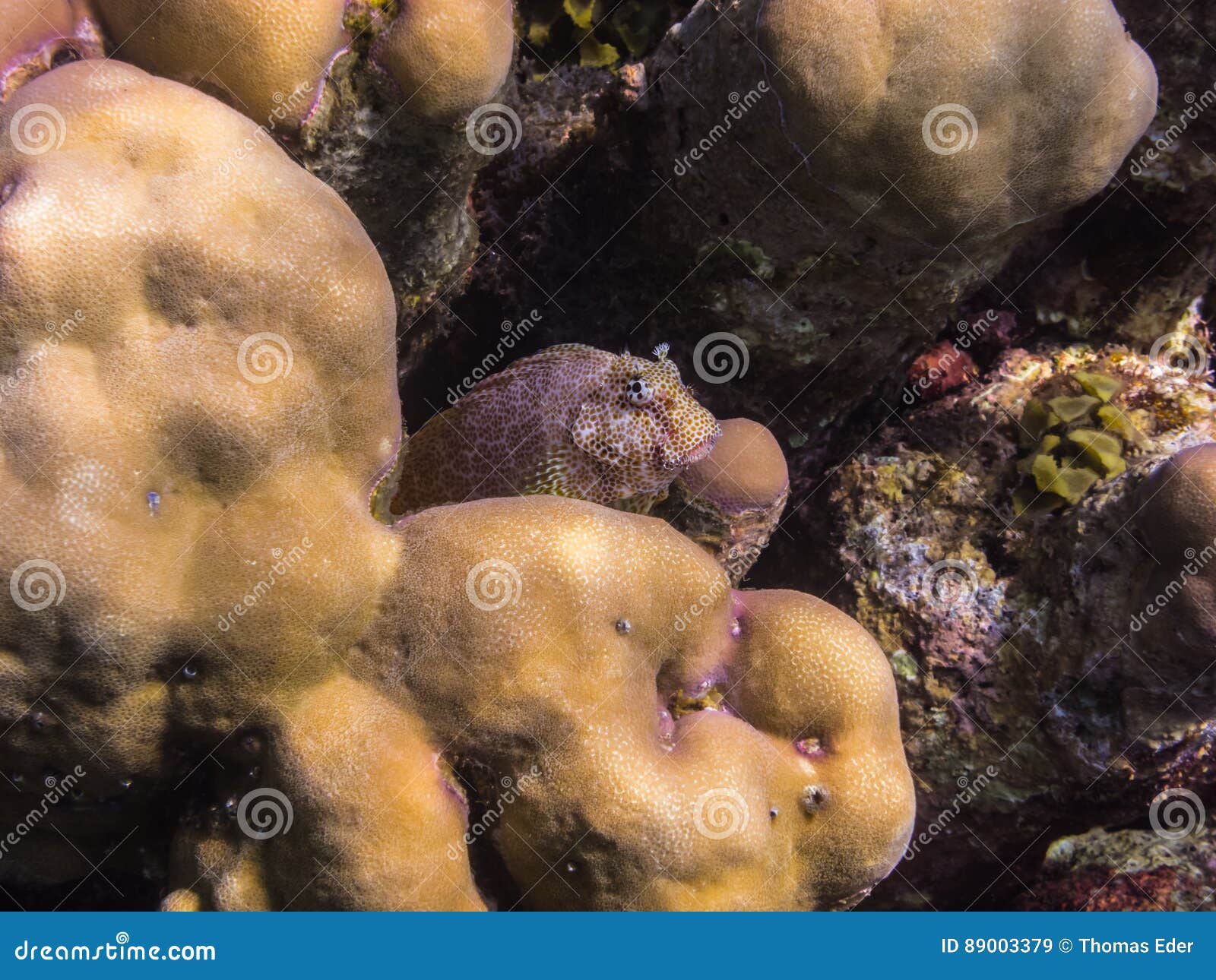 Fish between coral stock image. Image of coral, shark - 89003379
