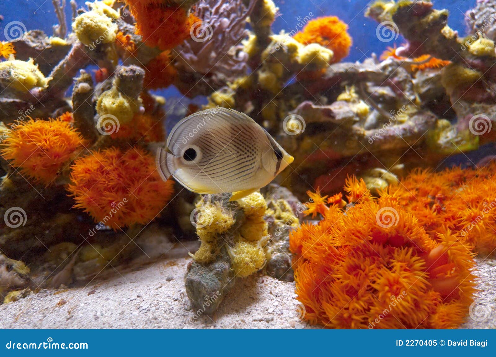 Fish among Corals stock image. Image of sand, ocean, seascape - 2270405