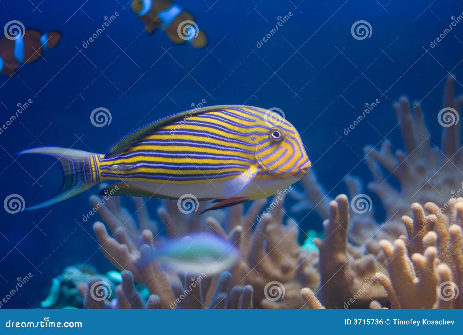 Fish in corals stock photo. Image of lined, underwater - 3715736