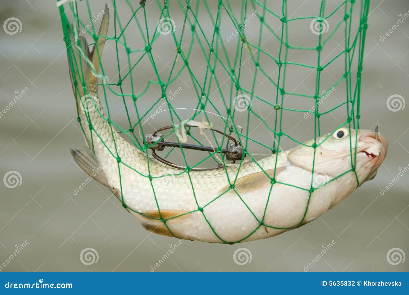 Fish in a corf stock photo. Image of food, bait, catch - 5635832