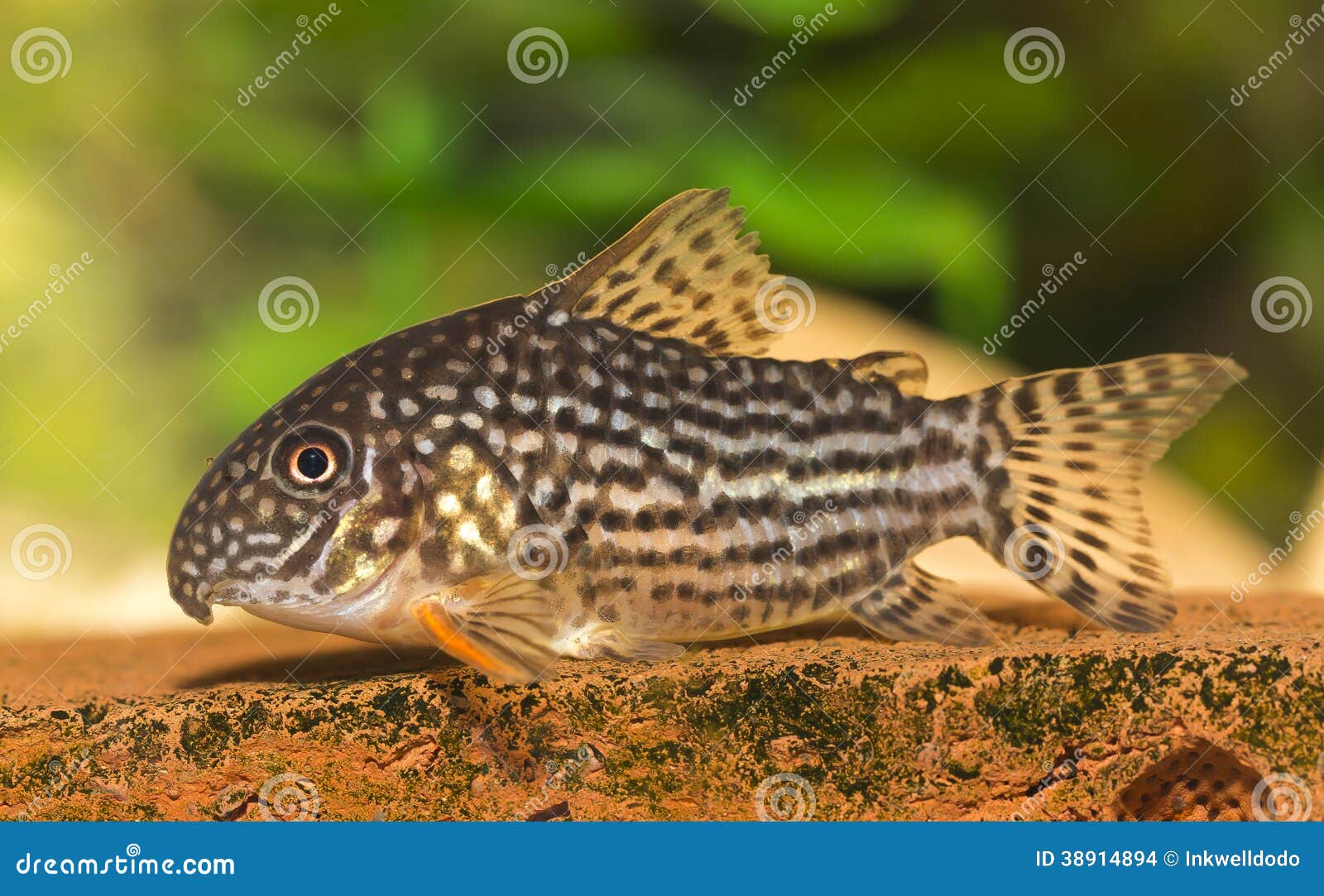 Fish Corydoras Paleatus Catfish Swiming In Aquarium Royalty-Free Stock ...