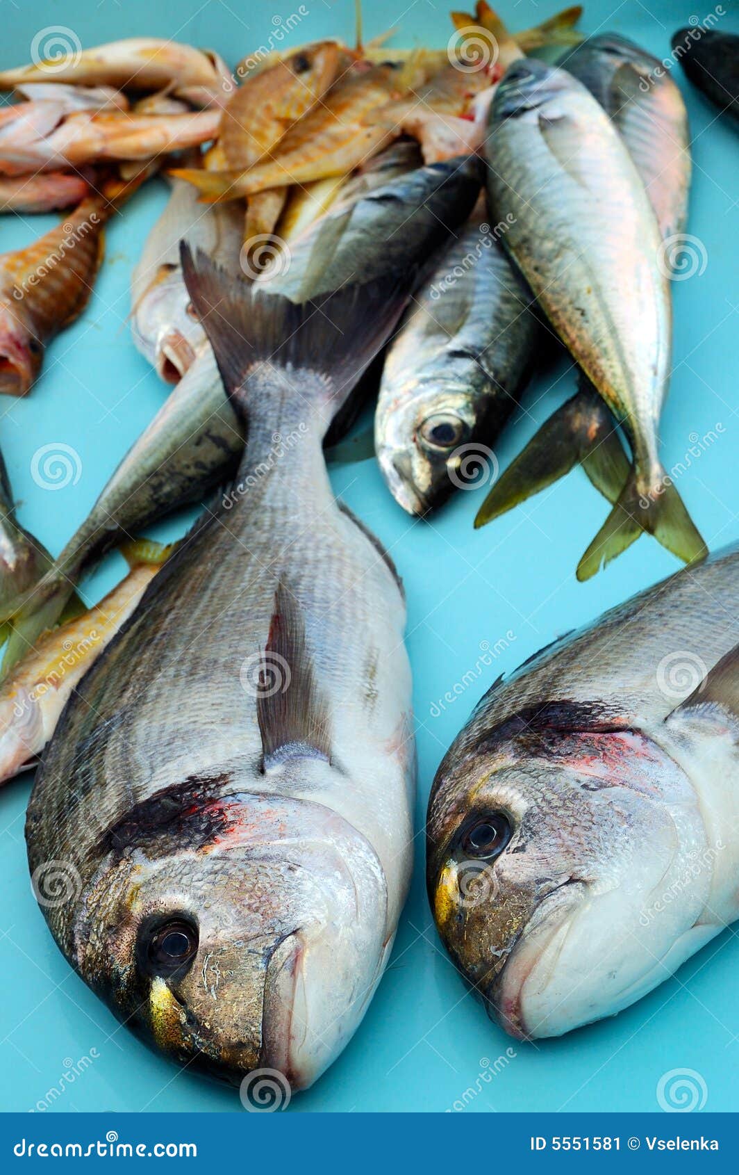 Fish counter stock image. Image of choice, cooking, catch - 5551581