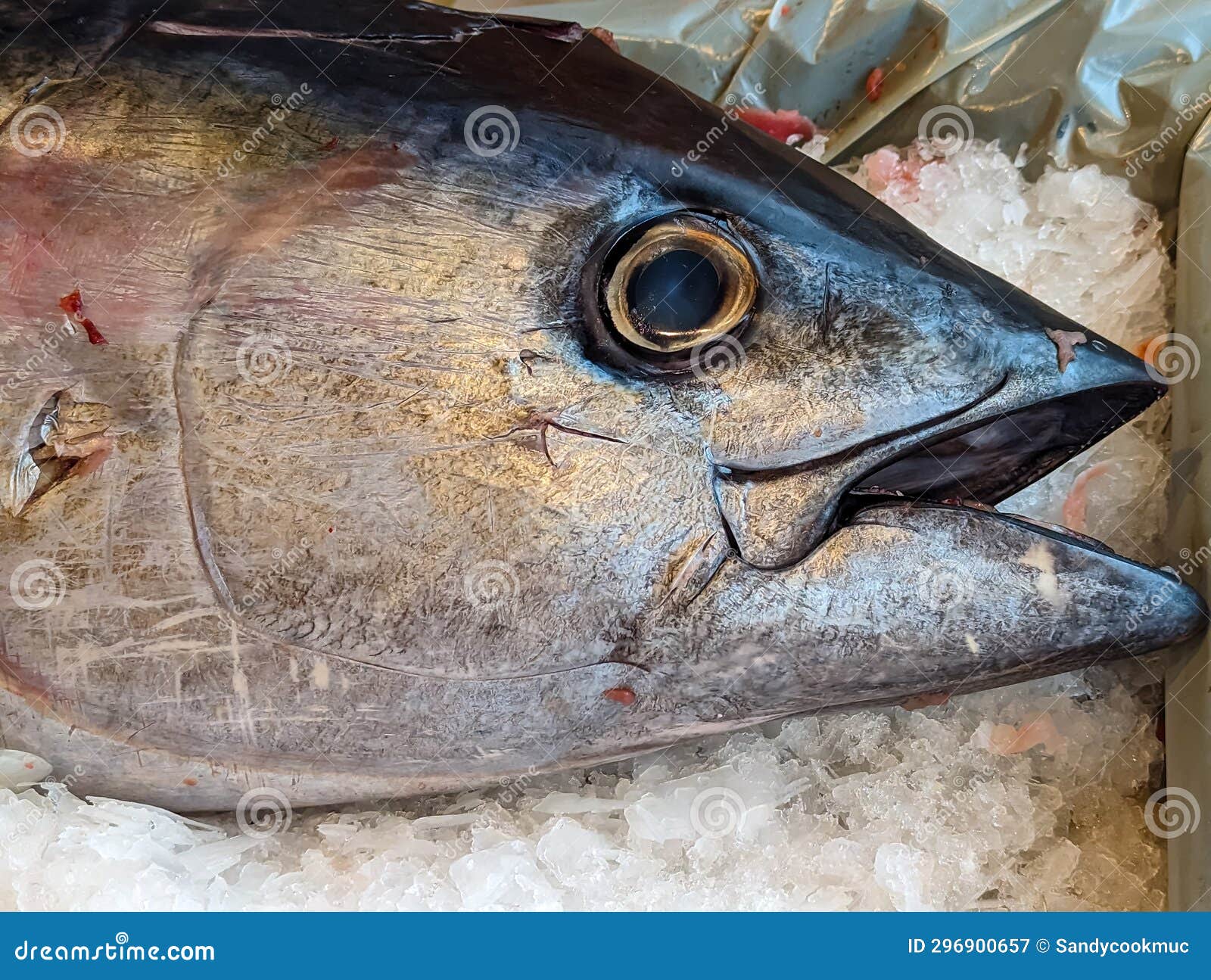 At the Fish Counter: Head of a Tuna on Ice Stock Image - Image of ...