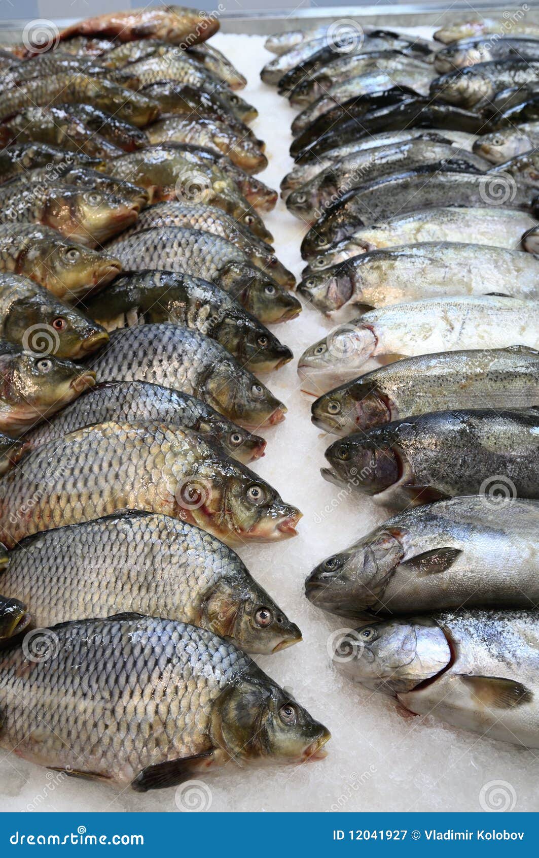 Fish is on Countertop Fish Store. Stock Image - Image of selective ...