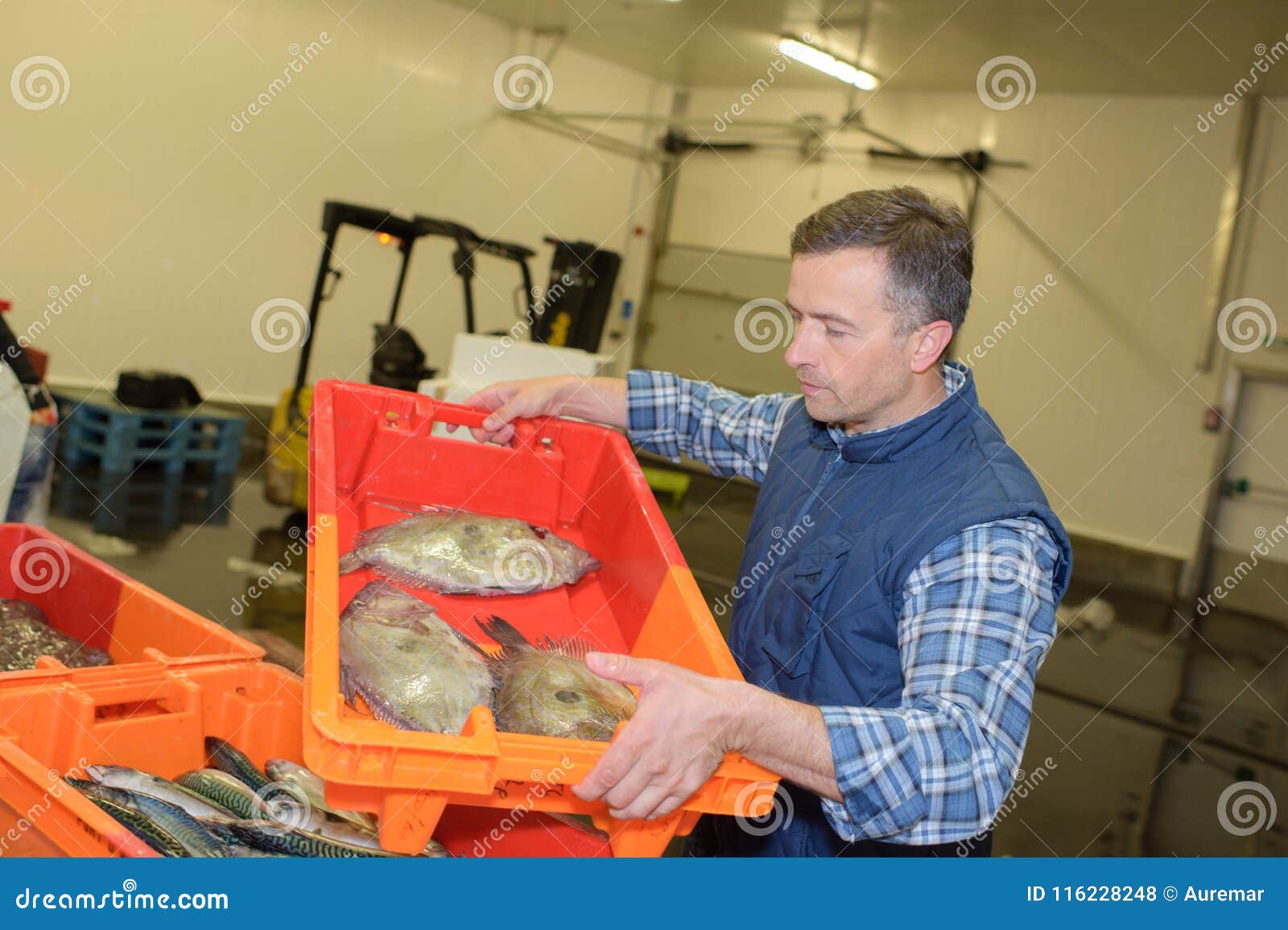 Fish in the crate stock photo. Image of overfishing - 116228248