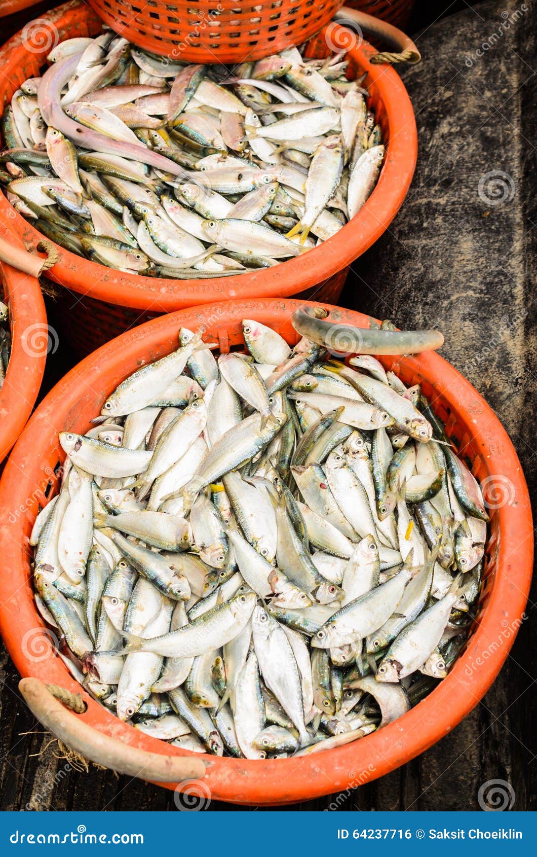 Fish in crate stock photo. Image of crate, delivery, fish - 64237716