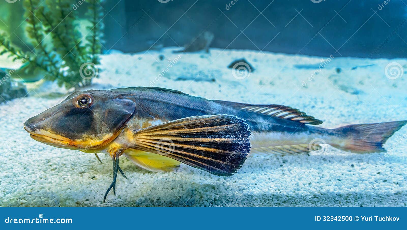 Fish stock photo. Image of underwater, nature, destinations - 32342500