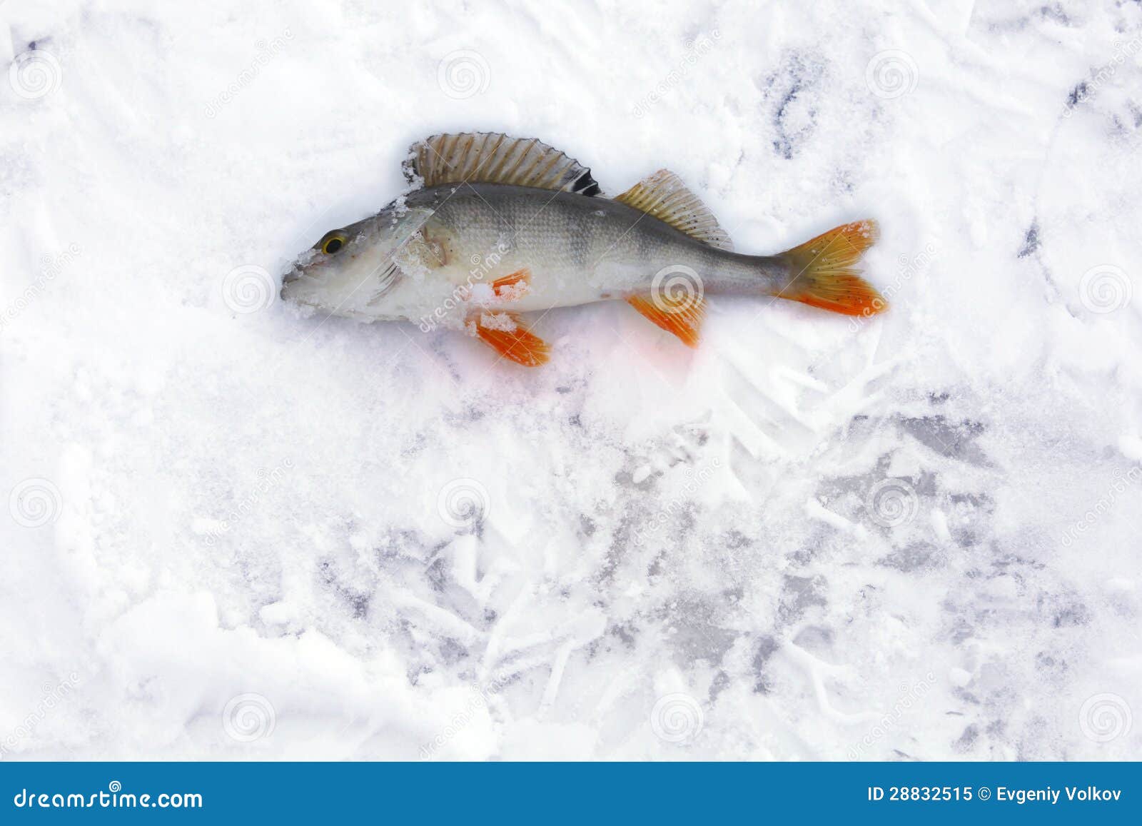 The Caught Fish on Snow-covered Ice Stock Image - Image of frost ...