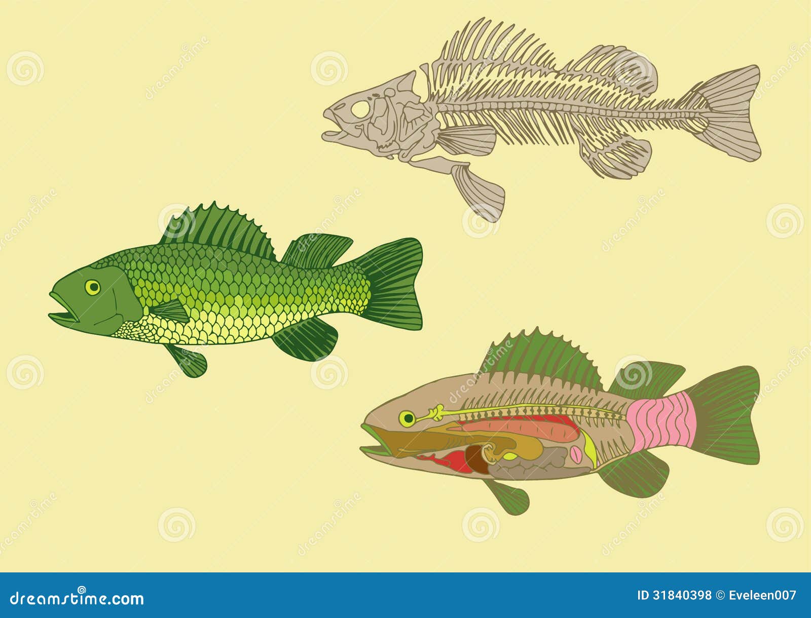 Fish , Cross-section And Skeleton Vector Illustration | CartoonDealer ...