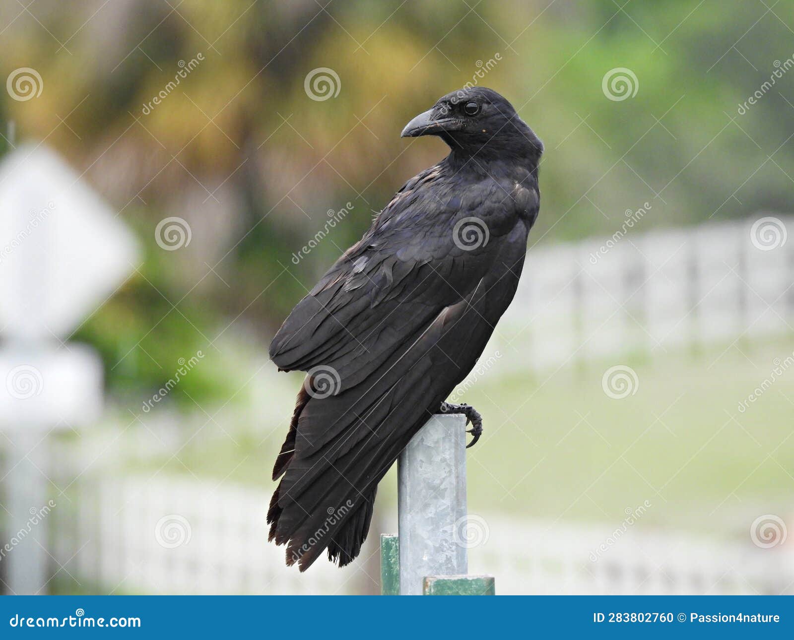 Fish Crow (Corvus Ossifragus) Stock Photo - Image of perched ...