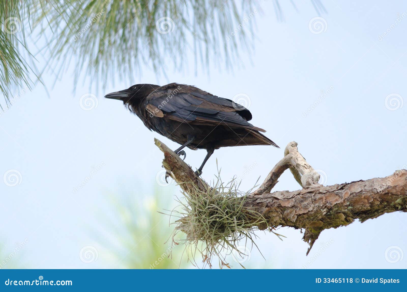 519 Florida Crow Stock Photos - Free & Royalty-Free Stock Photos from ...