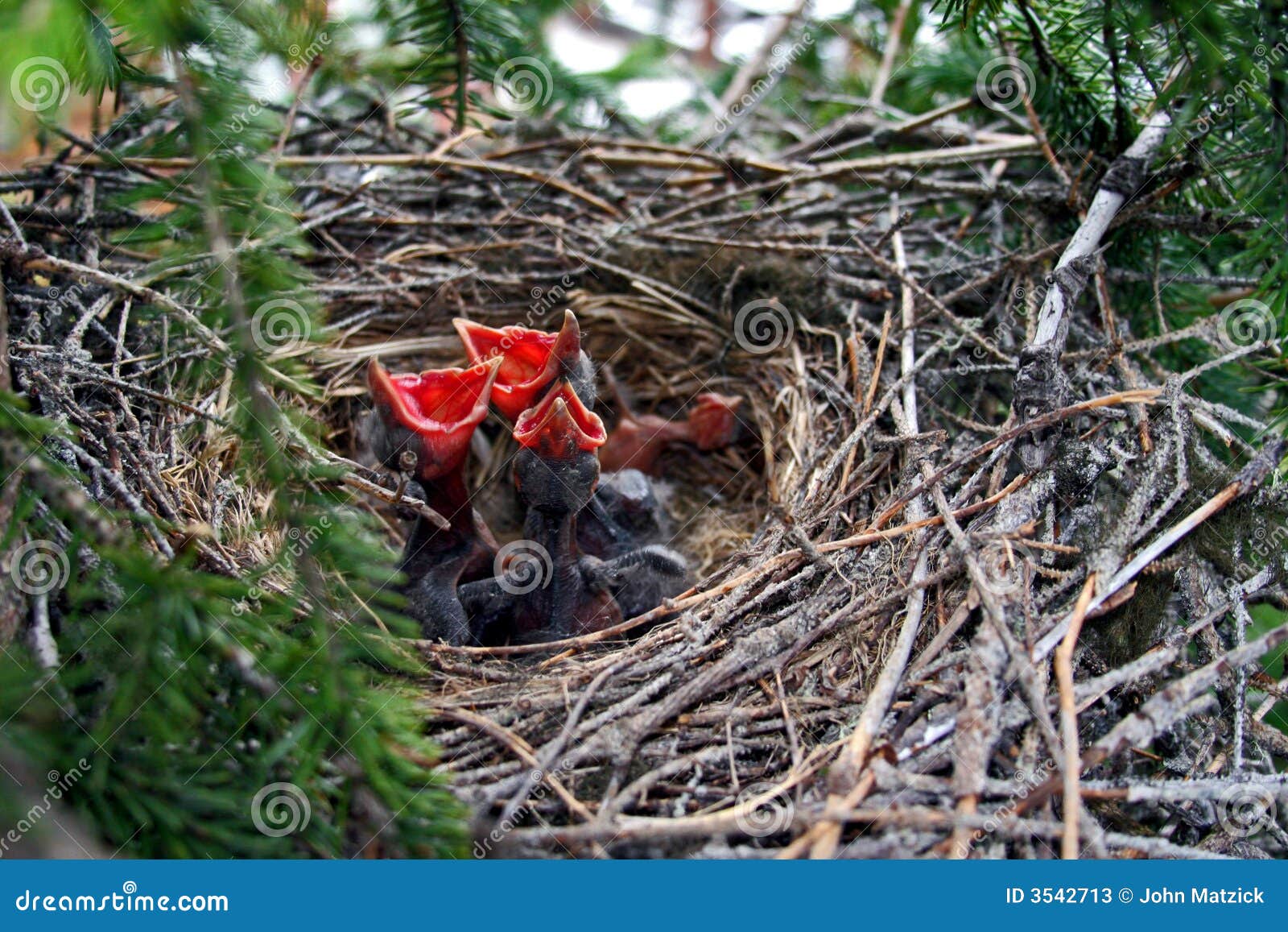 Fish Crow Hatch-lings stock image. Image of agape, baby - 3542713
