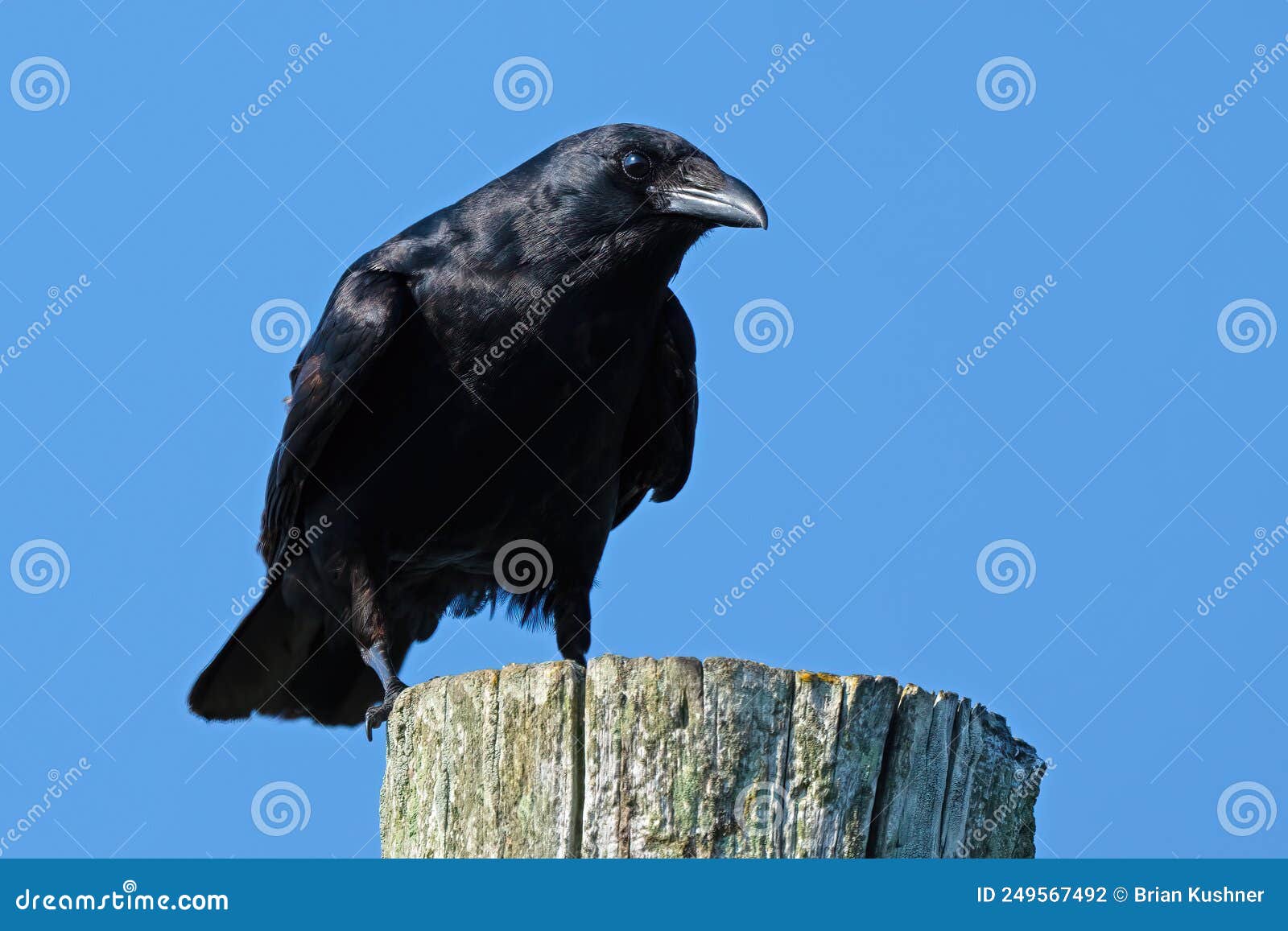 Fish Crow Standing on a Piling Stock Photo - Image of nature, tree ...