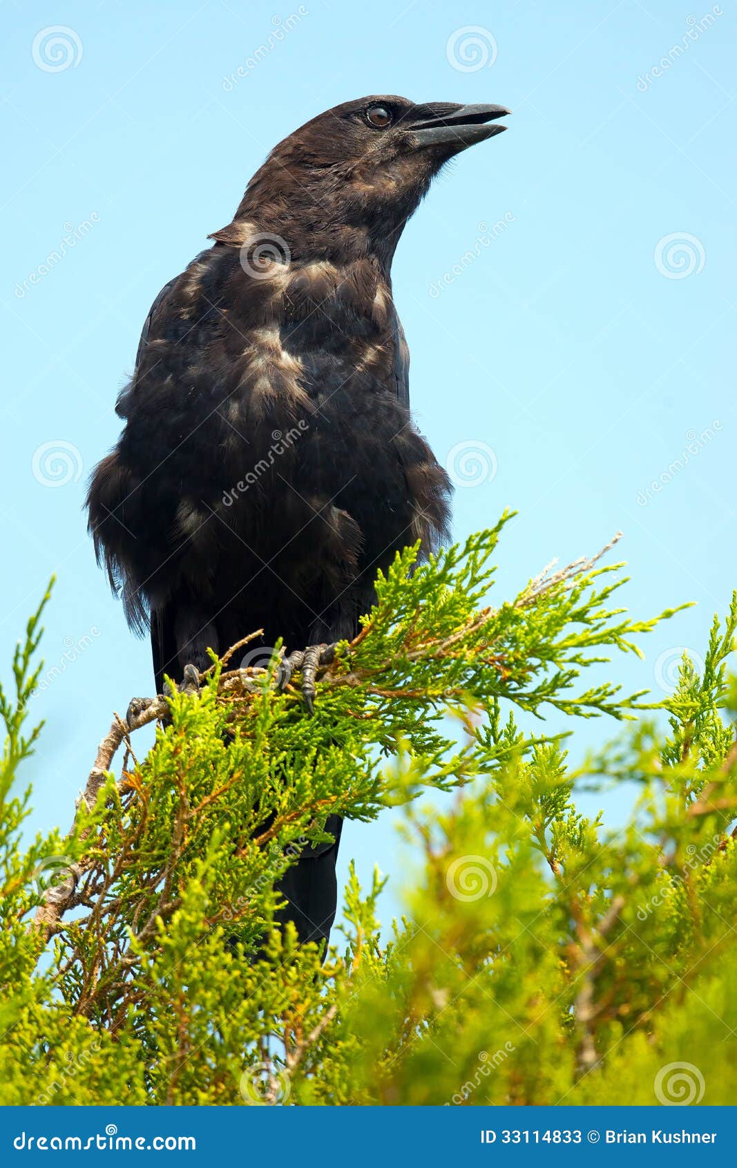 Fish Crow stock image. Image of bird, black, noise, corvus - 33114833
