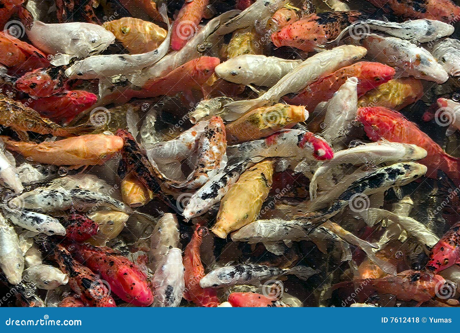 Fish Crowd stock photo. Image of colored, water, coral - 7612418