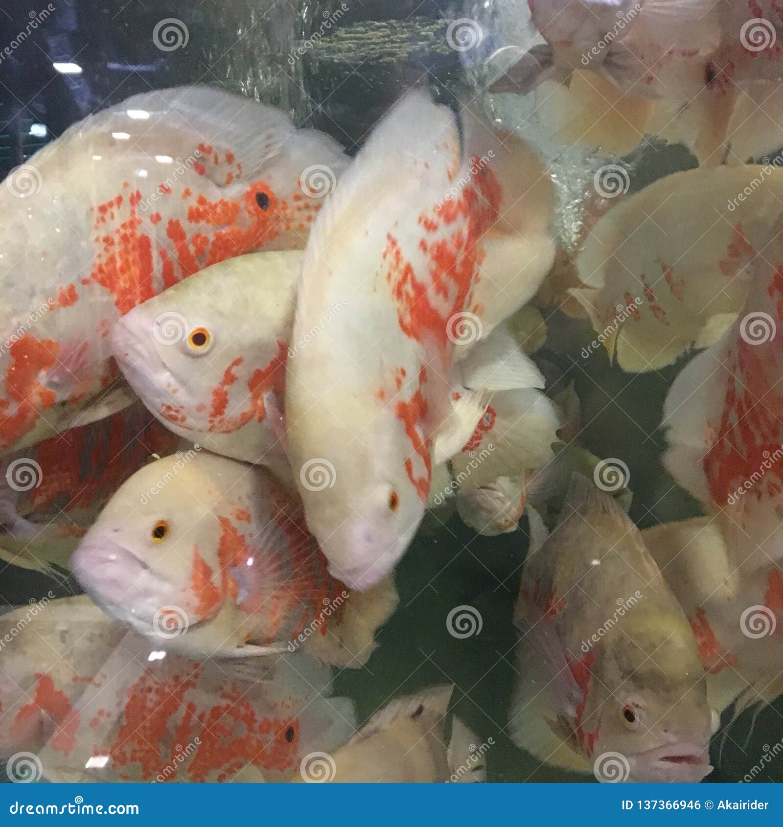 Fish crowd stock photo. Image of pool, crowd, nice, fish - 137366946