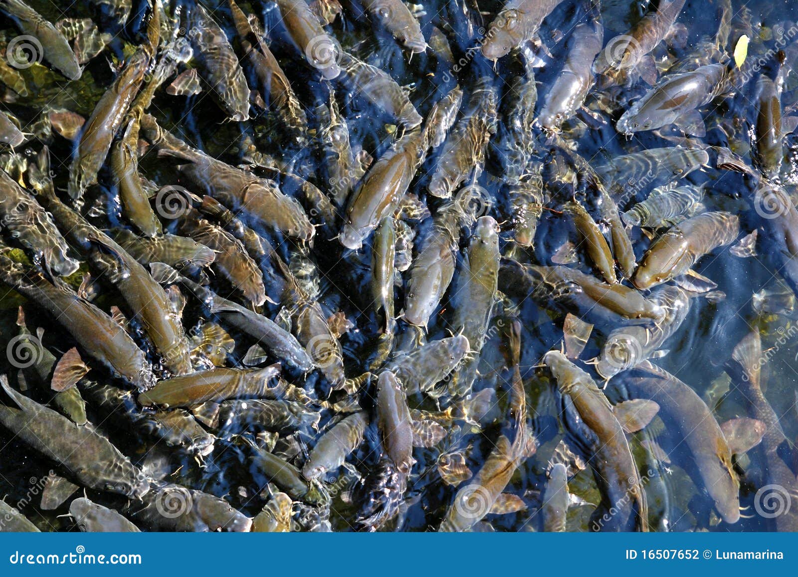 Iberian Barbel Head Luciobarbus Comizo, A Freshwater Fish Endemic To ...