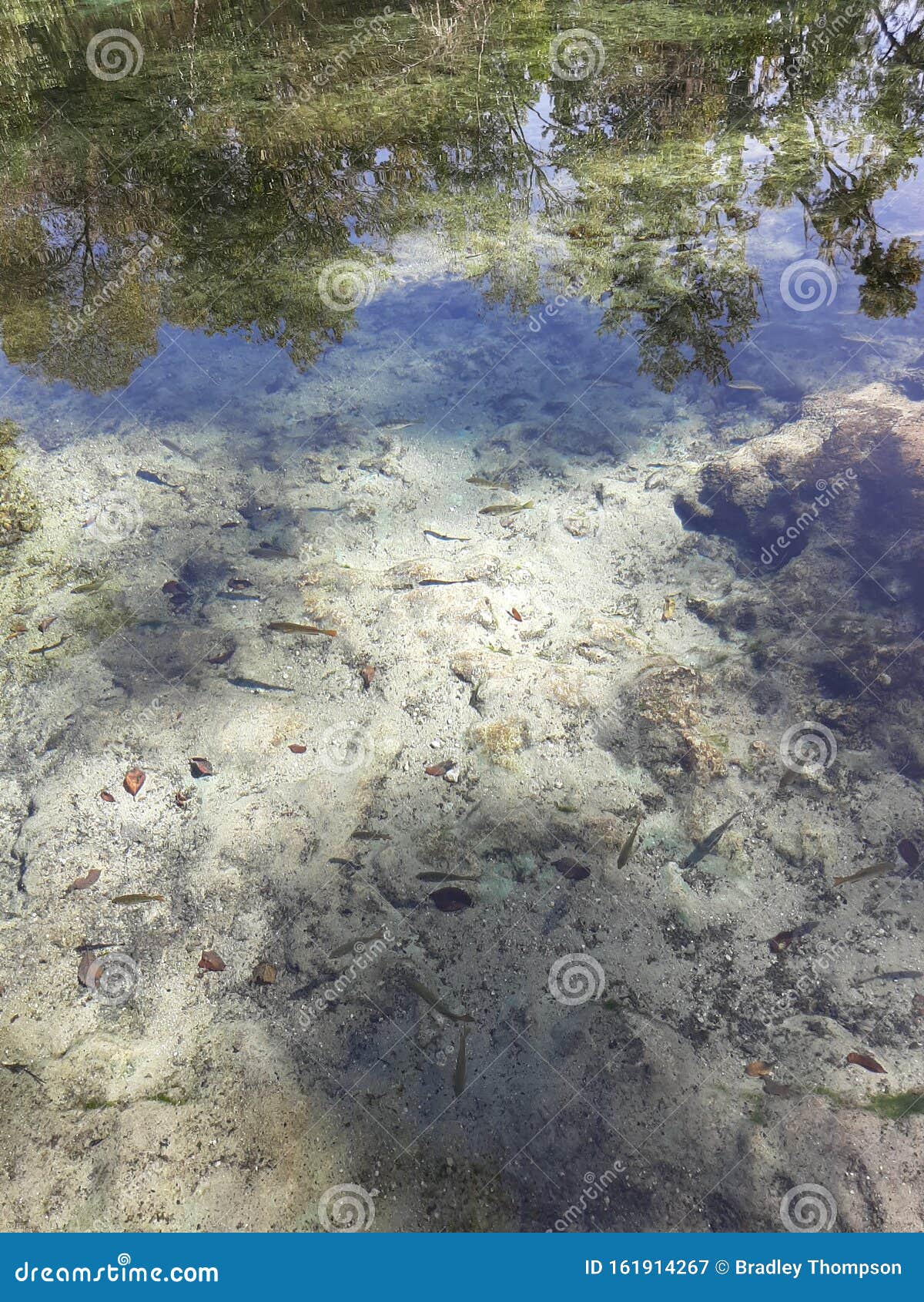 Fish in Crystal Clear Spring Water Stock Image - Image of water, fish ...