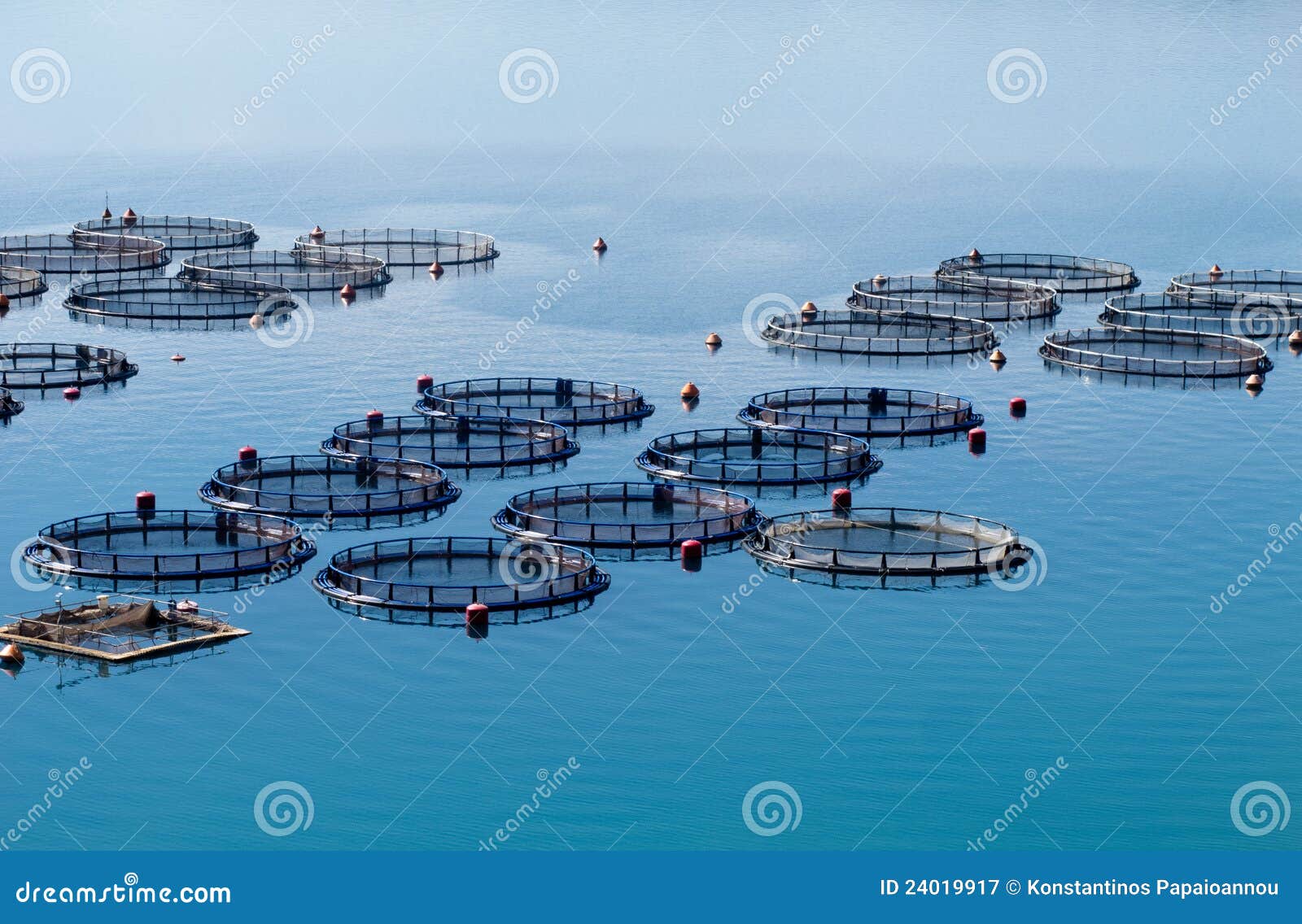 Fish cultivation stock image. Image of food, ingredient - 24019917