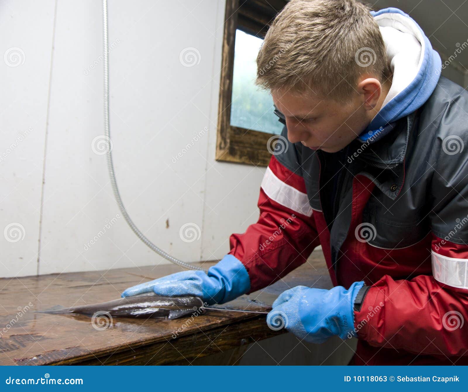 Fish cutter stock image. Image of young, laborer, small - 10118063