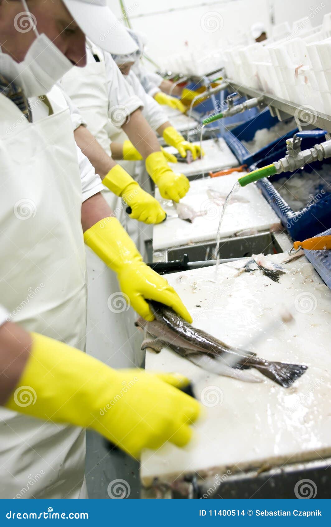 Fish Cutters stock photo. Image of cutting, meat, gloves - 11400514