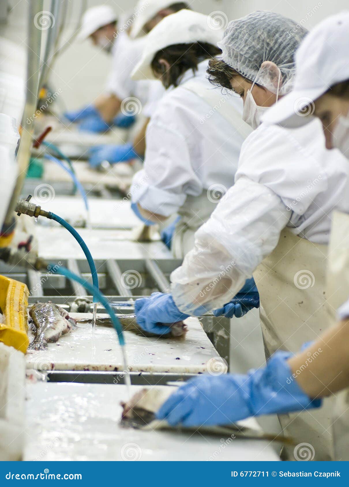 Fish cutters stock image. Image of male, cutters, factories - 6772711