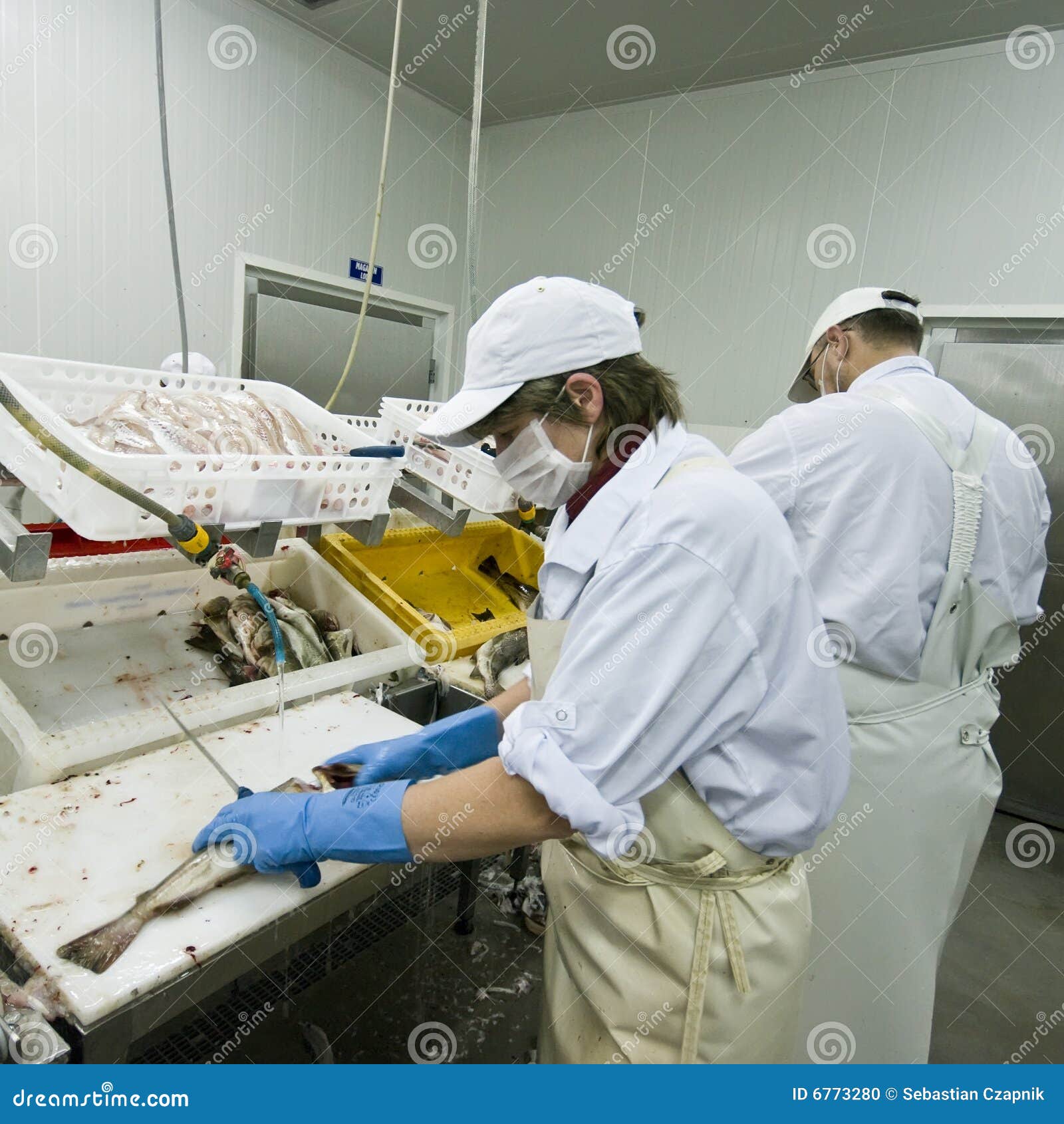 Fish cutters stock photo. Image of factory, male, apron - 6773280