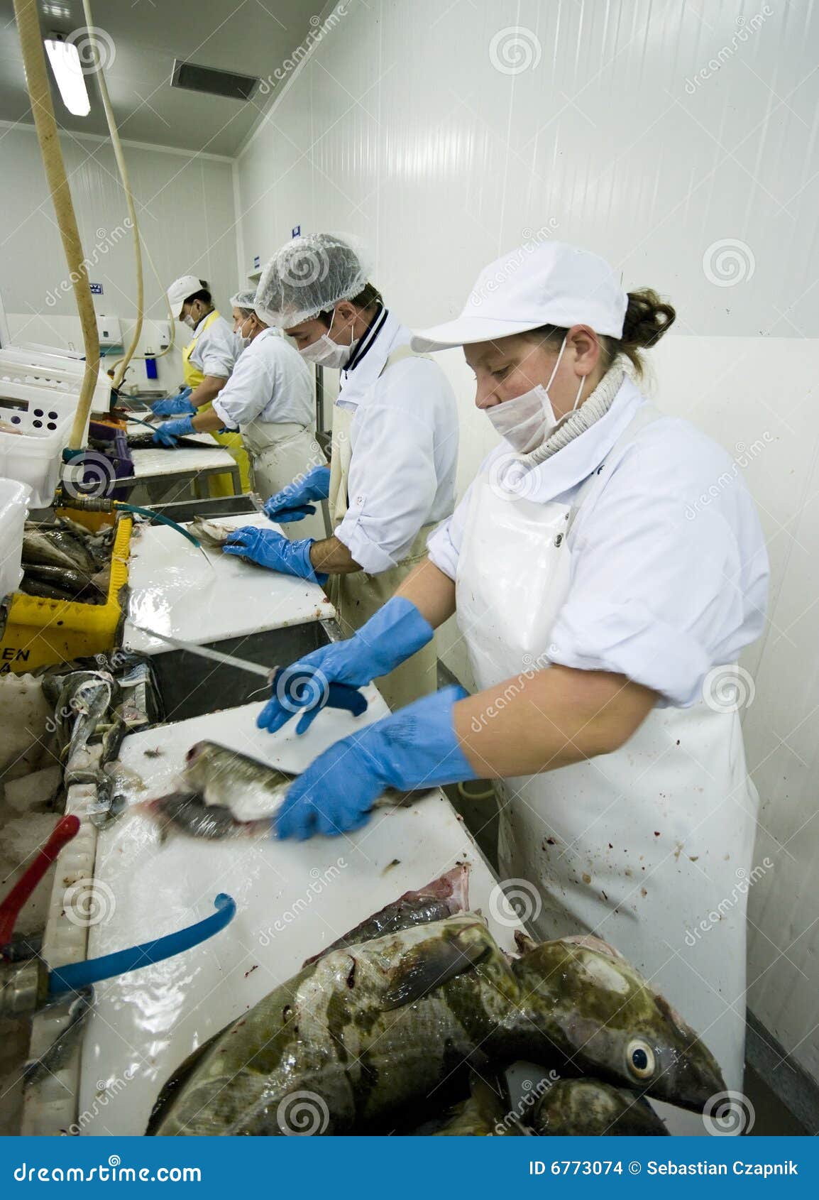 Fish cutters in action stock photo. Image of factories - 6773074
