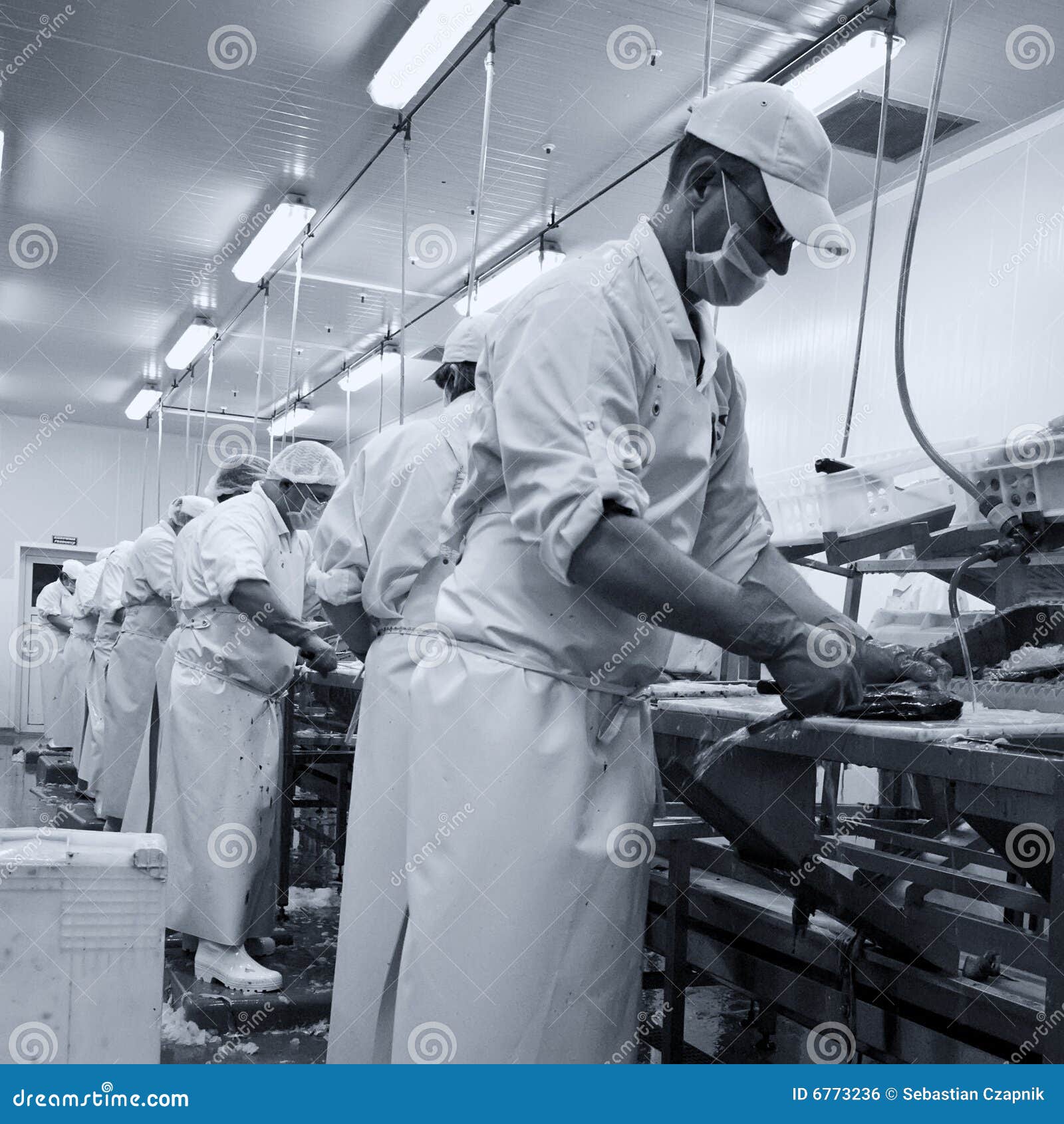 Fish cutters at work stock photo. Image of monochrome - 6773236