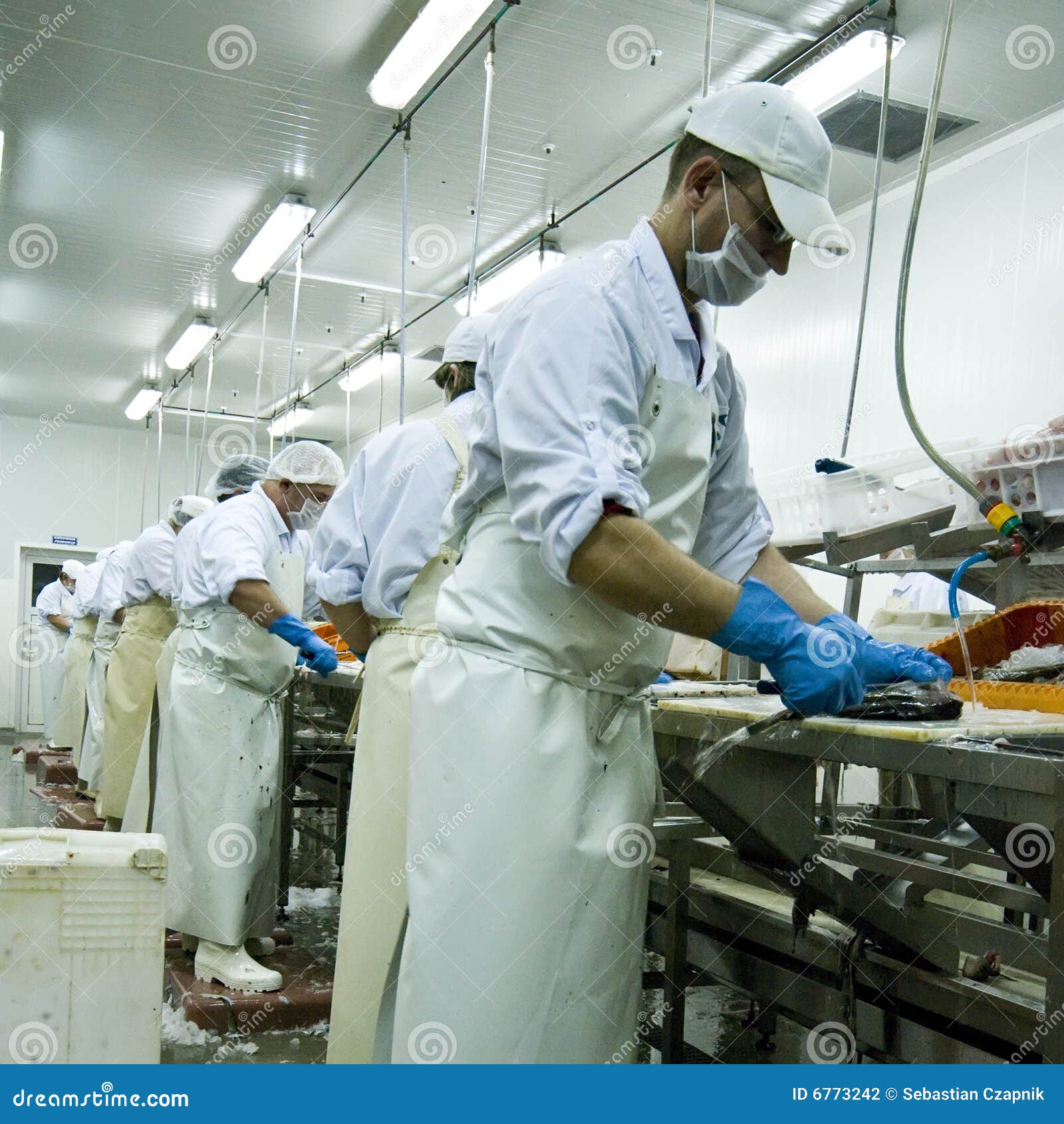 Fish cutters at work stock photo. Image of interior, filleting - 6773242