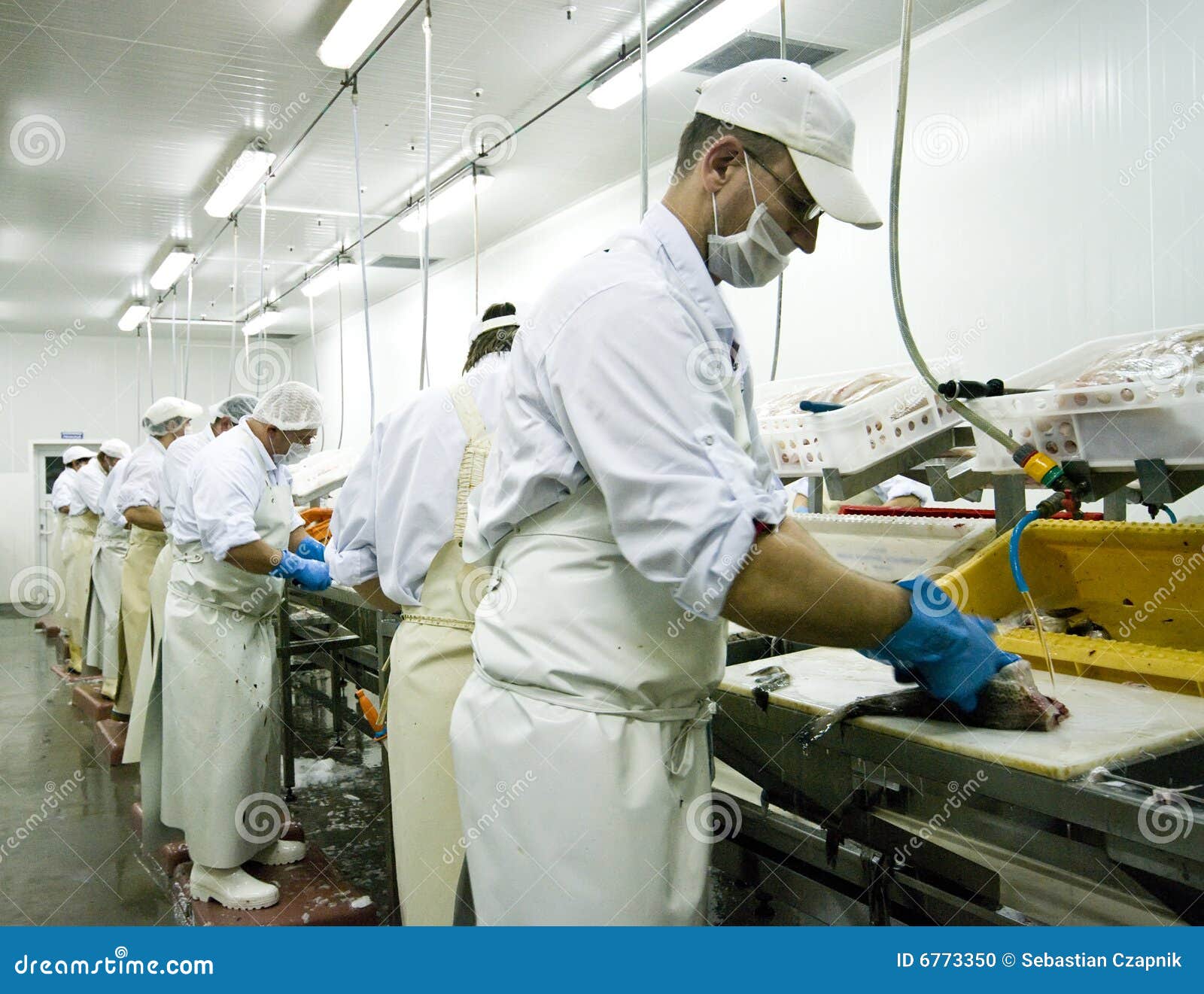 Fish cutters at work stock photo. Image of dedicated, male - 6773350