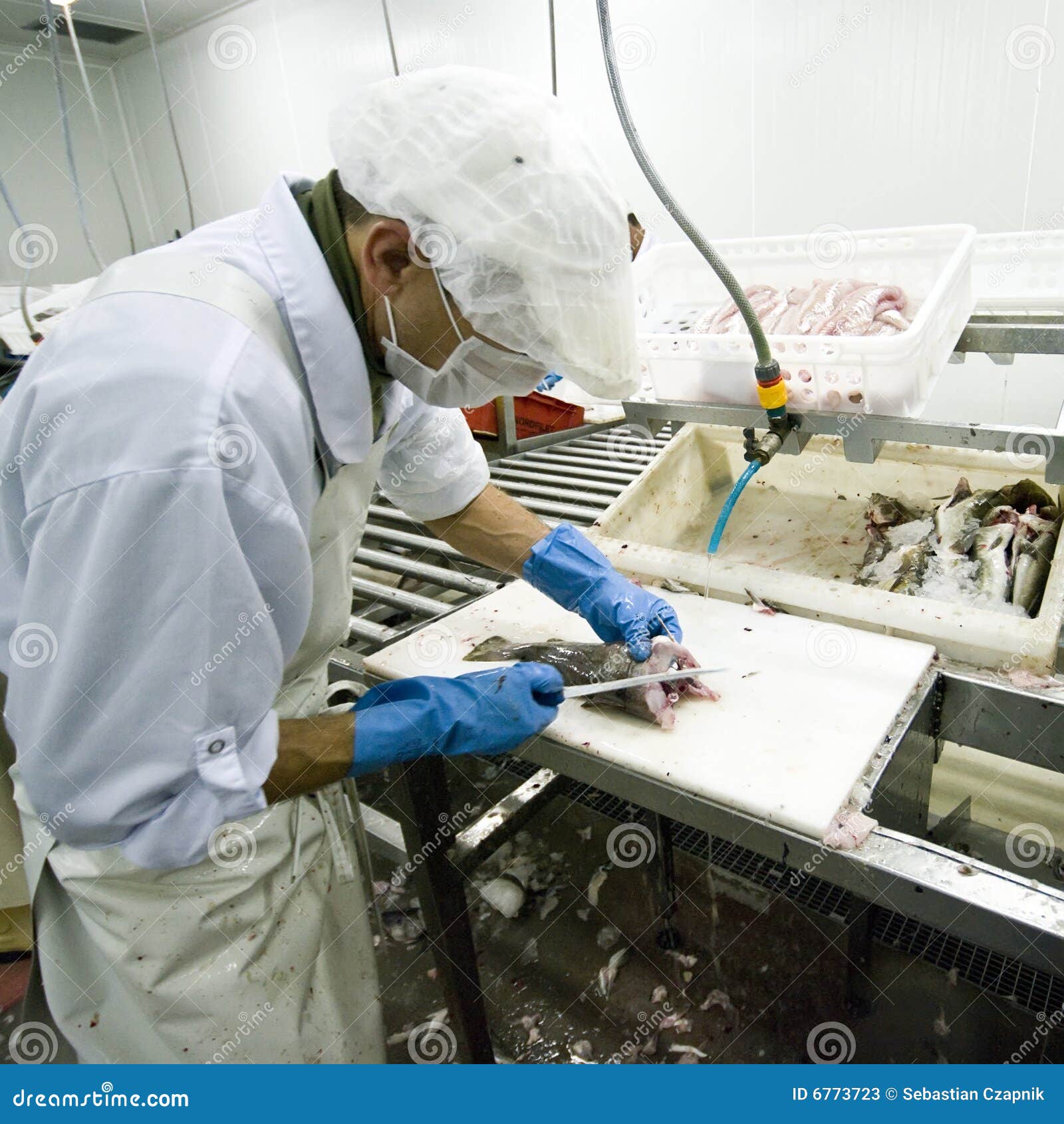 Fish Cutting in Manufacture Stock Image - Image of company, food: 6773723