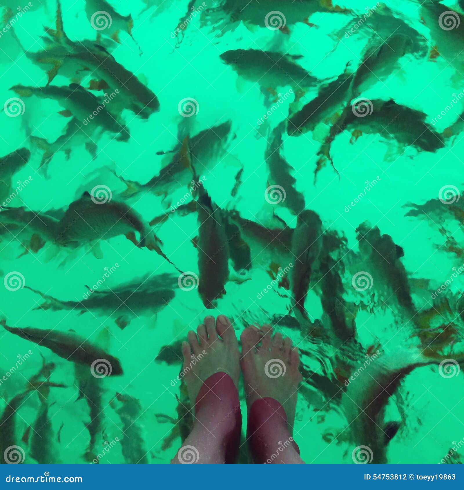 Fish in the damn stock photo. Image of live, damn, natural - 54753812