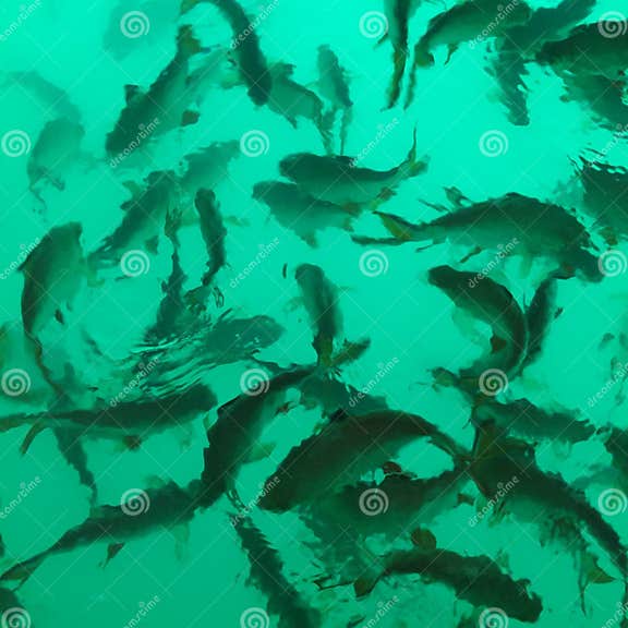 Fish in the damn stock photo. Image of damn, water, tourist - 54753814