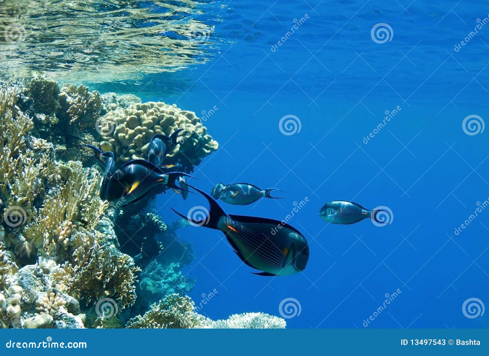 Fish dance stock image. Image of sohal, underwater, sunlight - 13497543