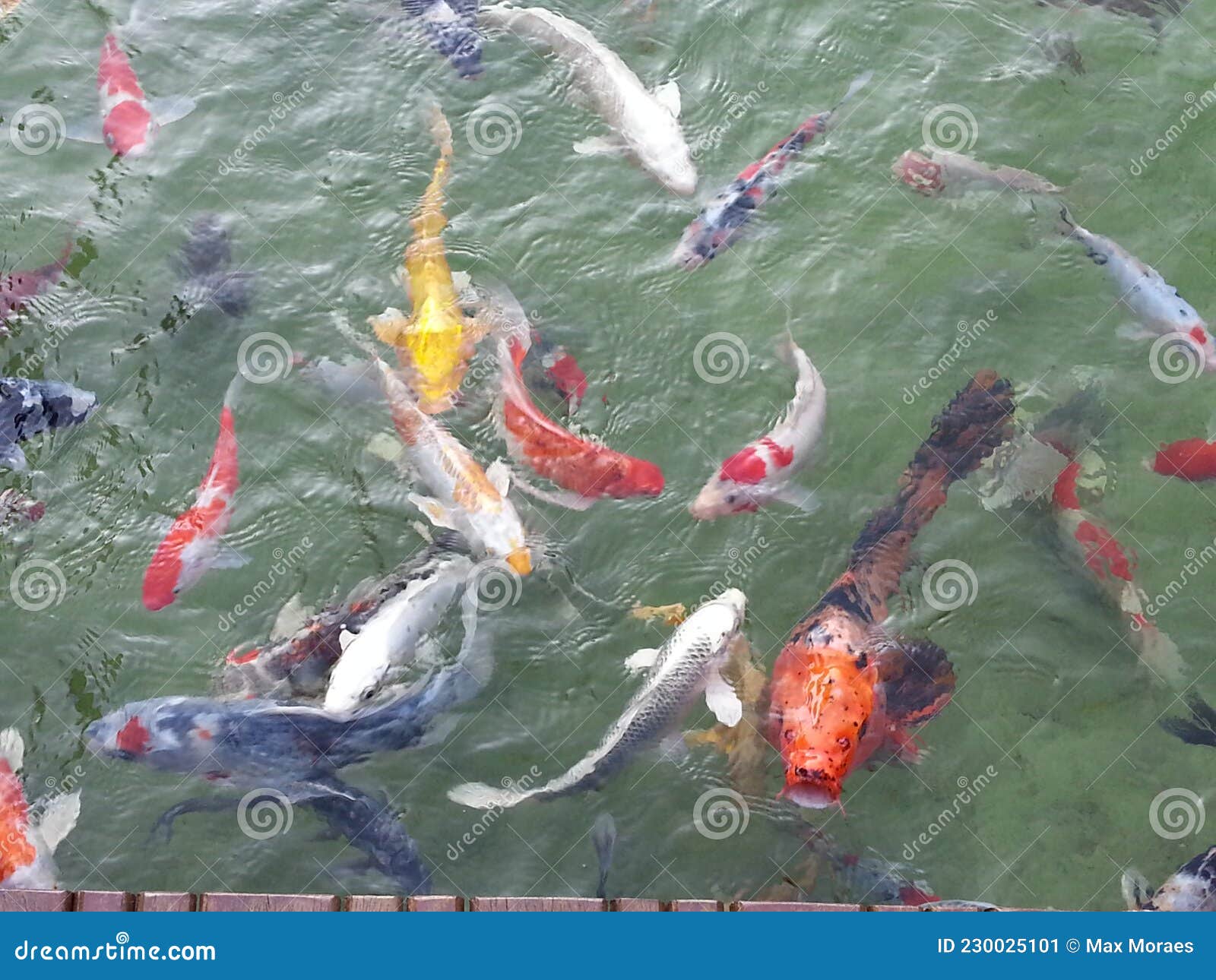 Fish dance stock image. Image of duck, bird, animal - 230025101