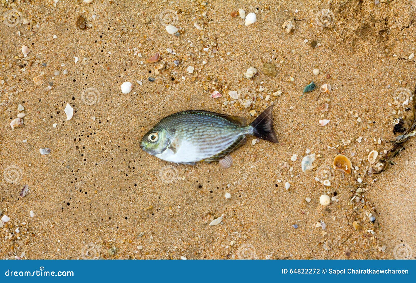 Fish dead stock photo. Image of ocean, industrial, dead - 64822272