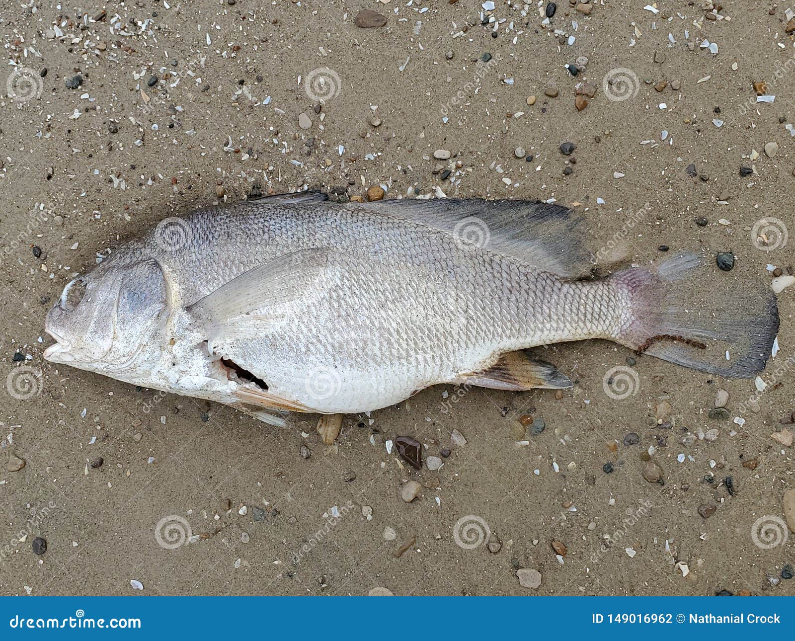 Fish of the dead stock photo. Image of sand, fish, rotten - 149016962