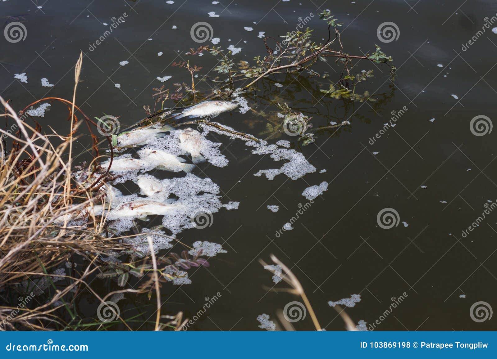 Fish Dead from Pollution Water Bad Problem Stock Photo - Image of ...