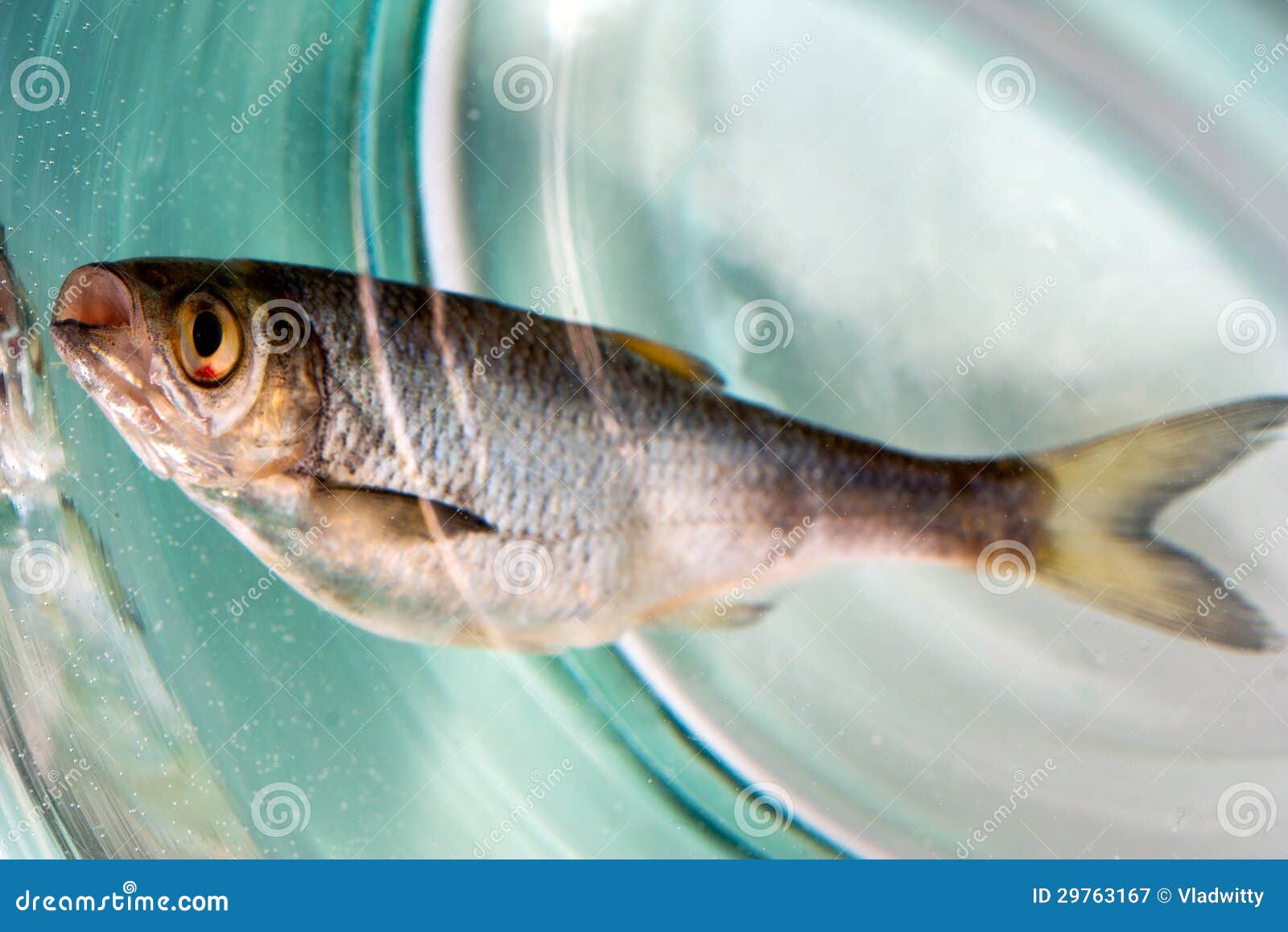Fish dead stock image. Image of life, nature, destruction - 29763167