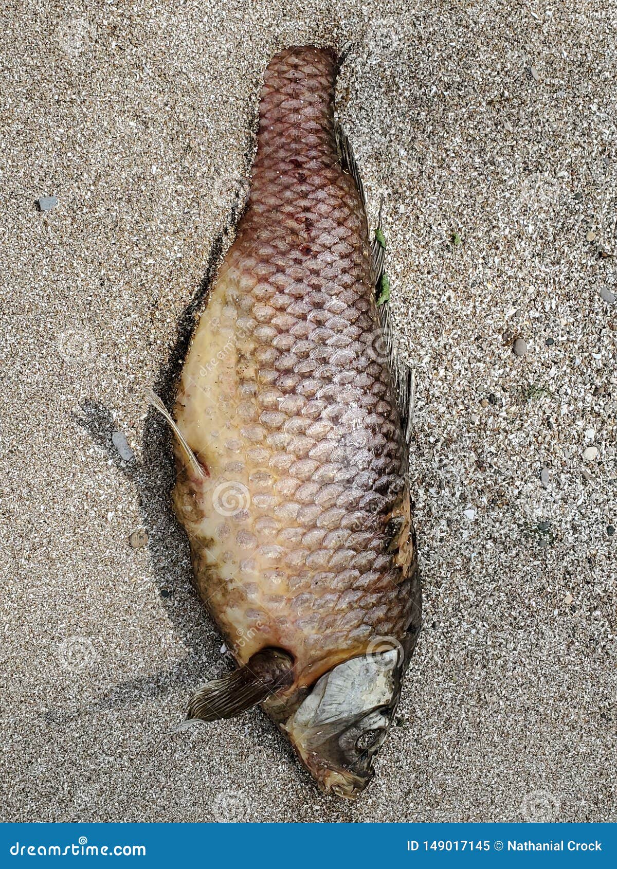 Fish of the dead 2 stock image. Image of dead, rotten - 149017145