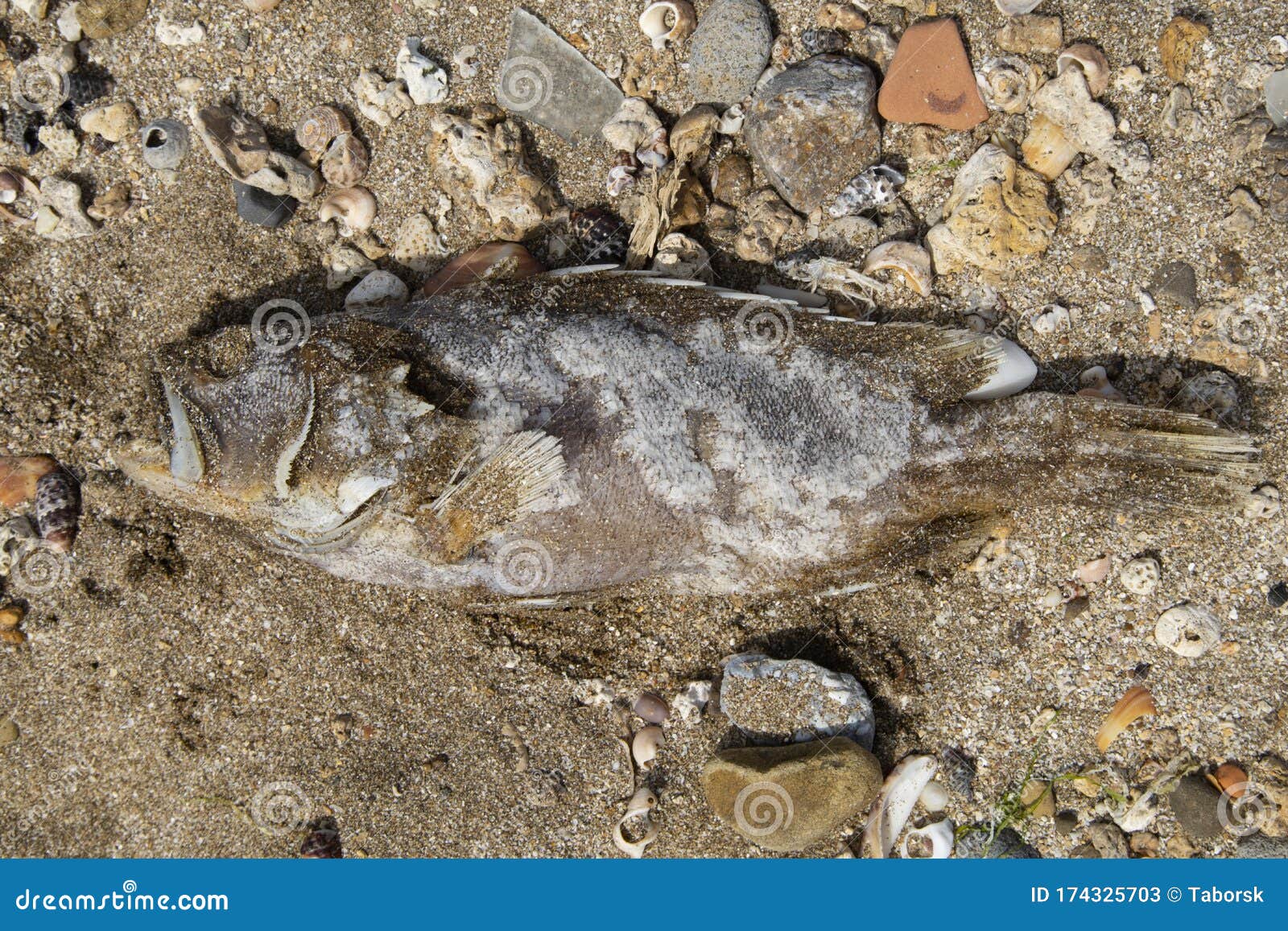 Dead seafish on a beach stock image. Image of nature - 174325703