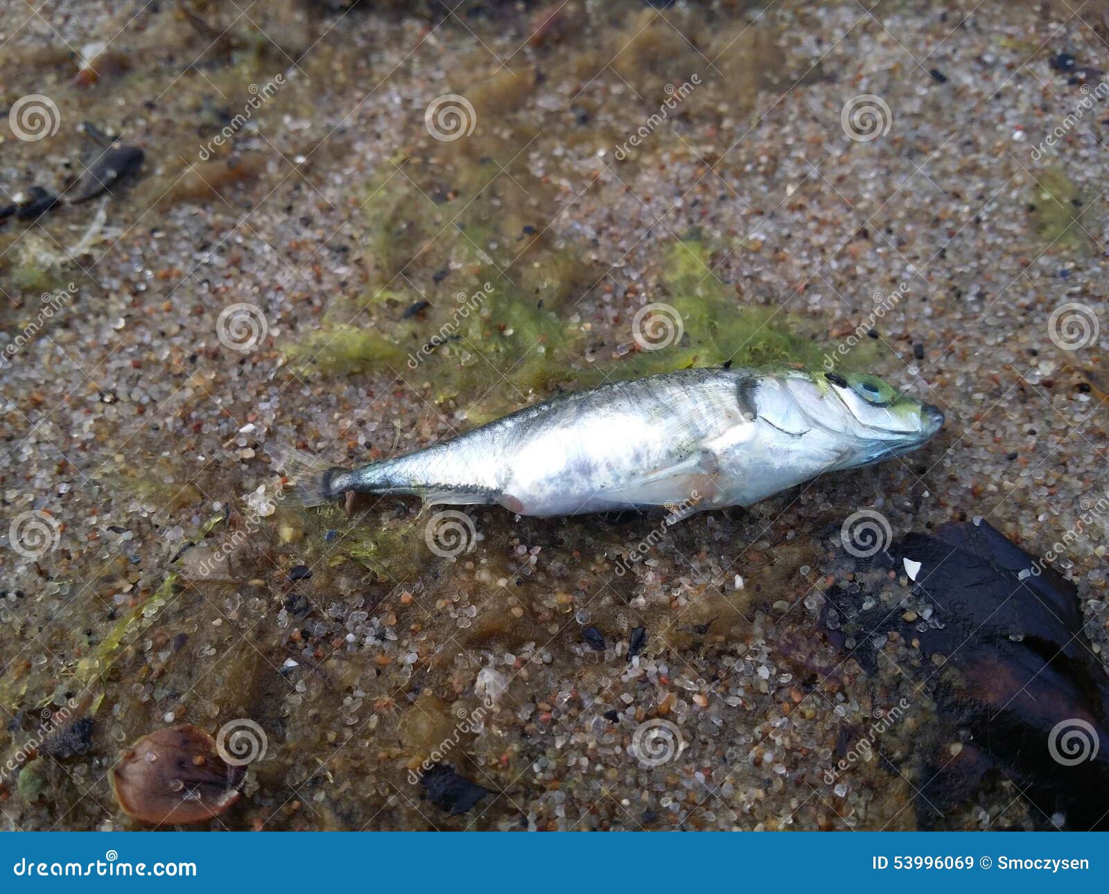 Fish stock image. Image of baltic, fish, thrown, sopot - 53996069