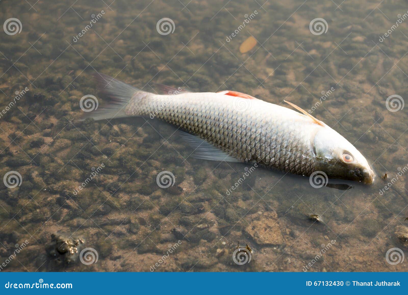 Fish death in water stock photo. Image of outdoors, ecology - 67132430