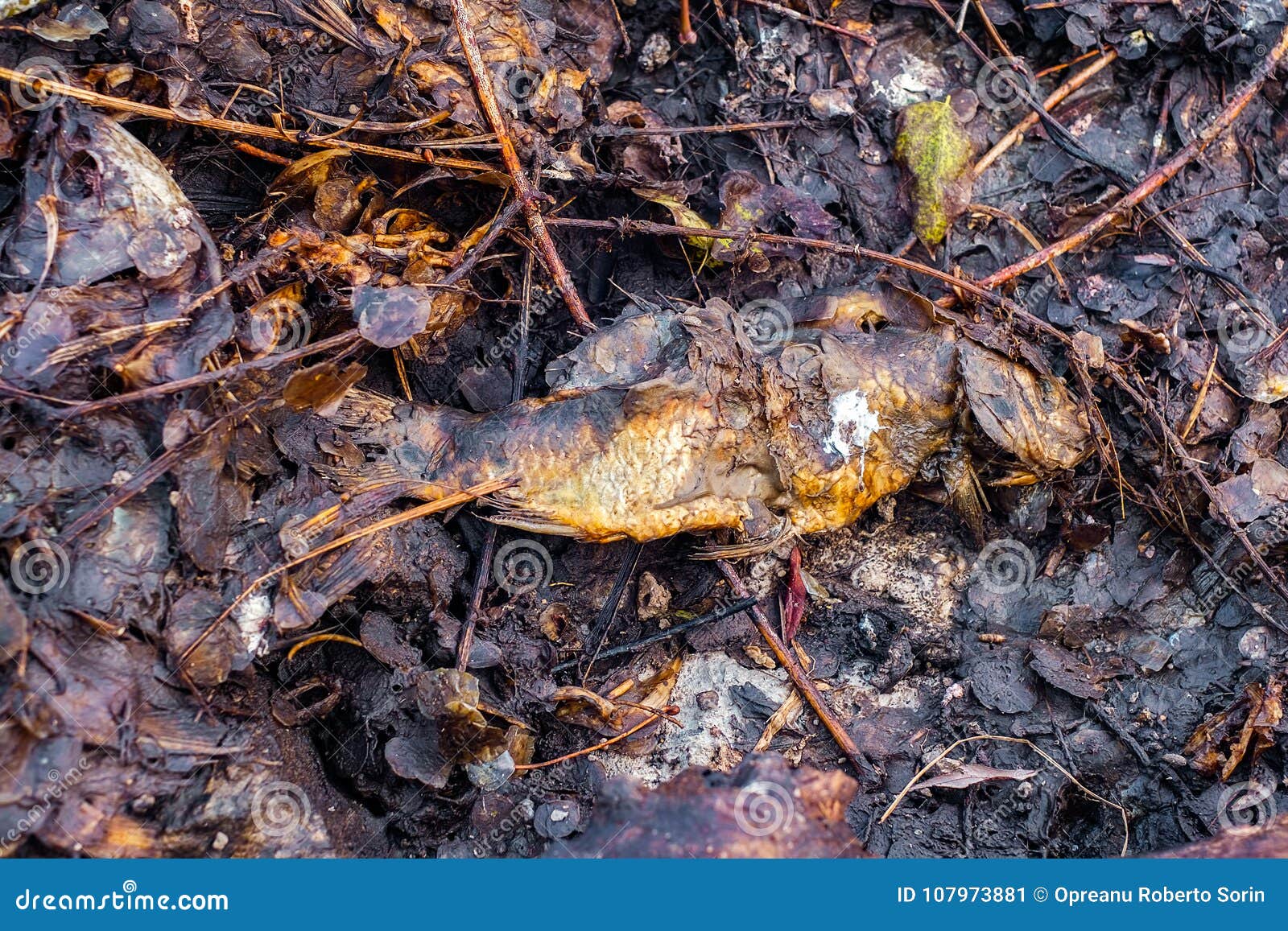 Fish in decomposition stock image. Image of fauna, environmental ...